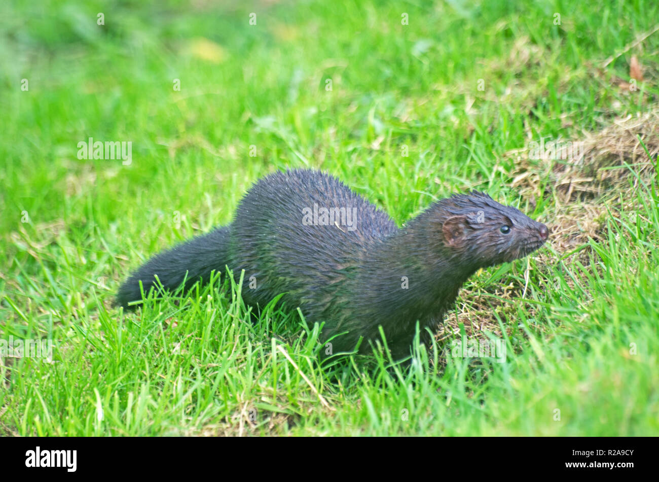 AMERICAN MINK Mustela Vison Captive Stock Photo - Alamy