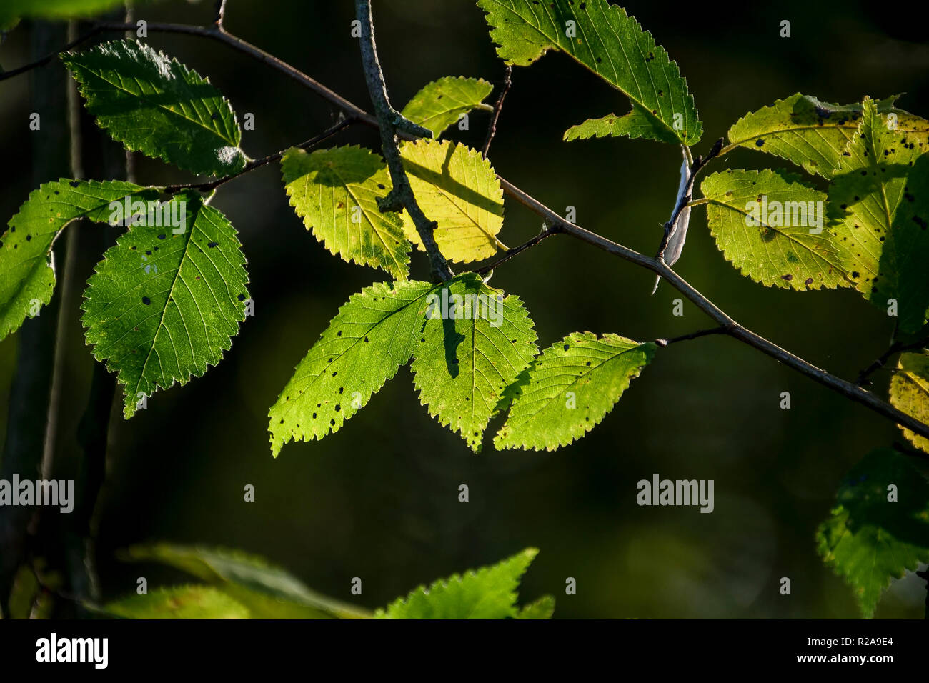 Autumn in England Stock Photo - Alamy
