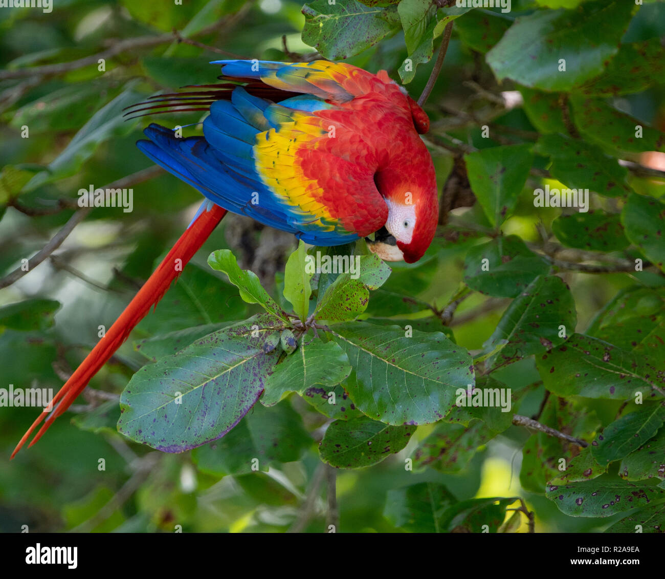 Scarlet Macaw in Costa Rica Stock Photo - Alamy Scarlet Macaw in Costa Rica Stock Photo - Alamy