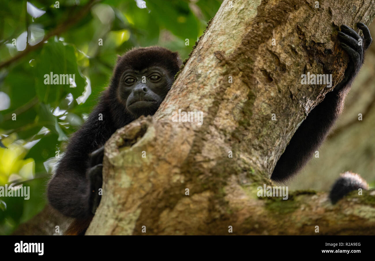 Monkey in Costa Rica Stock Photo - Alamy