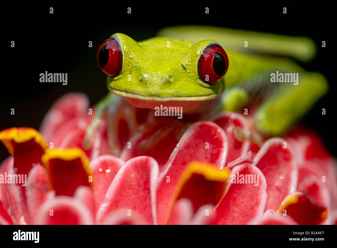 Red-eyed Tree Frog in Costa Rica Stock Photo - Alamy