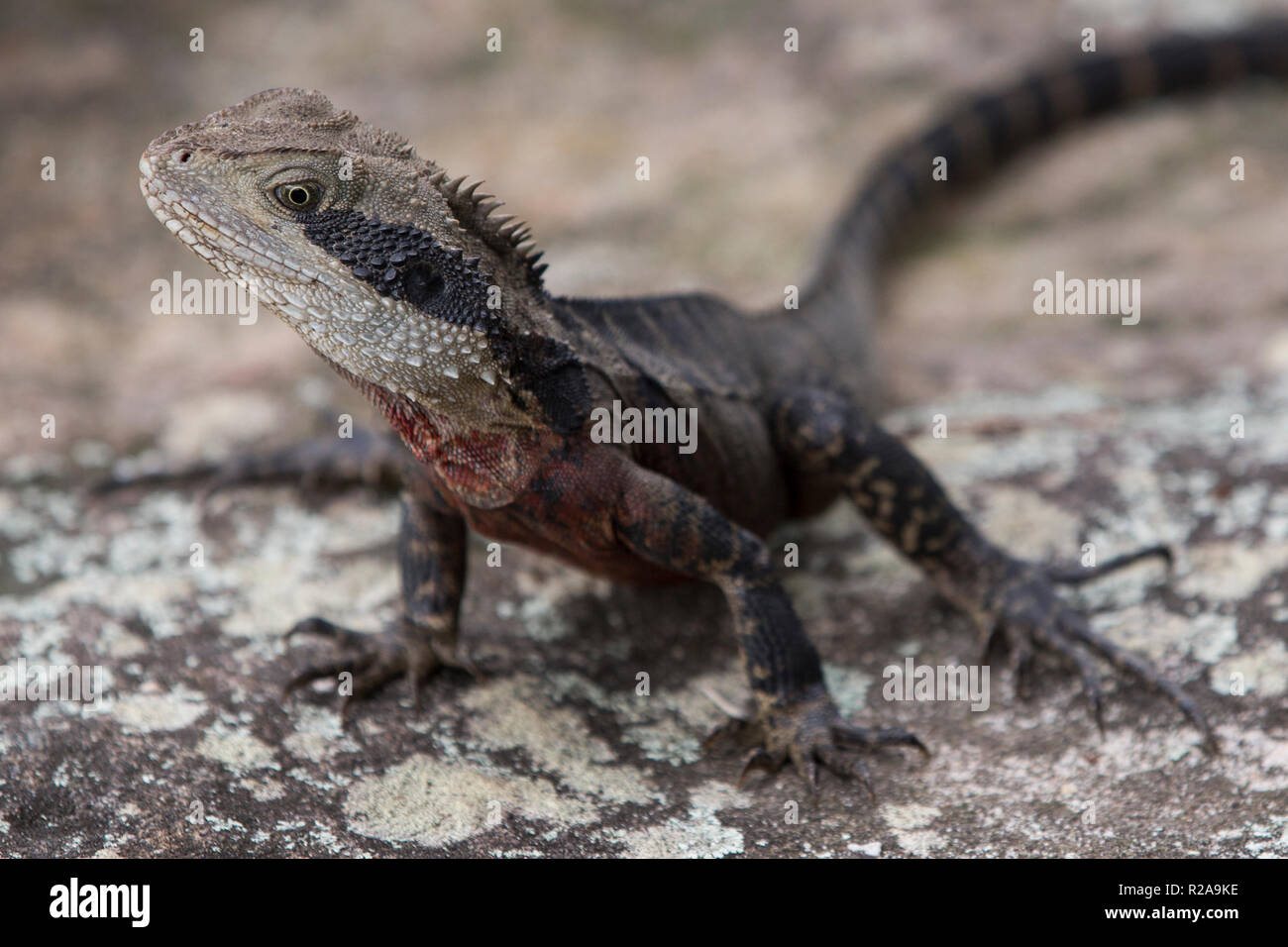 Flying iguana hi-res stock photography and images - Alamy