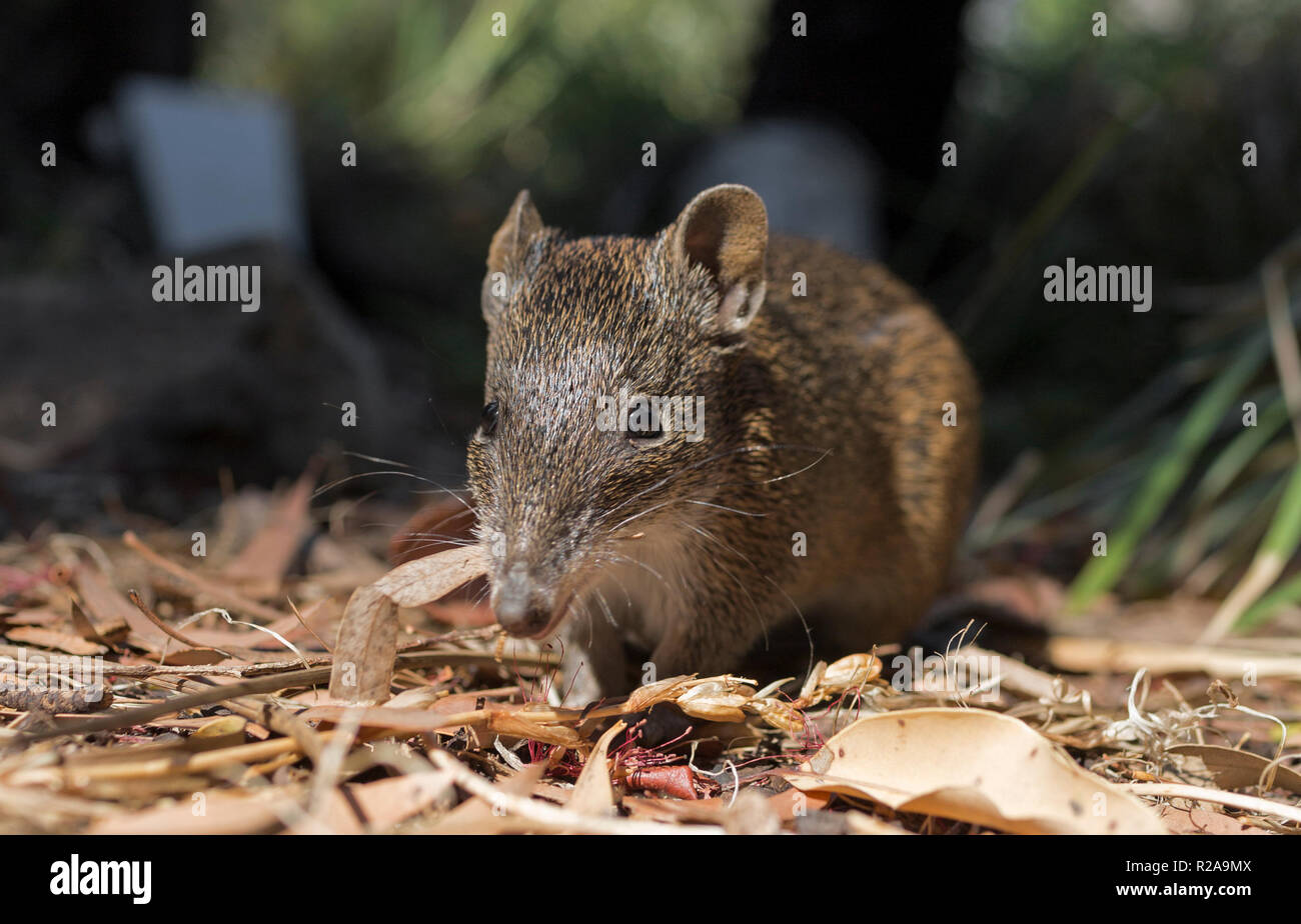 Australia bandicoot hi-res stock photography and images - Alamy