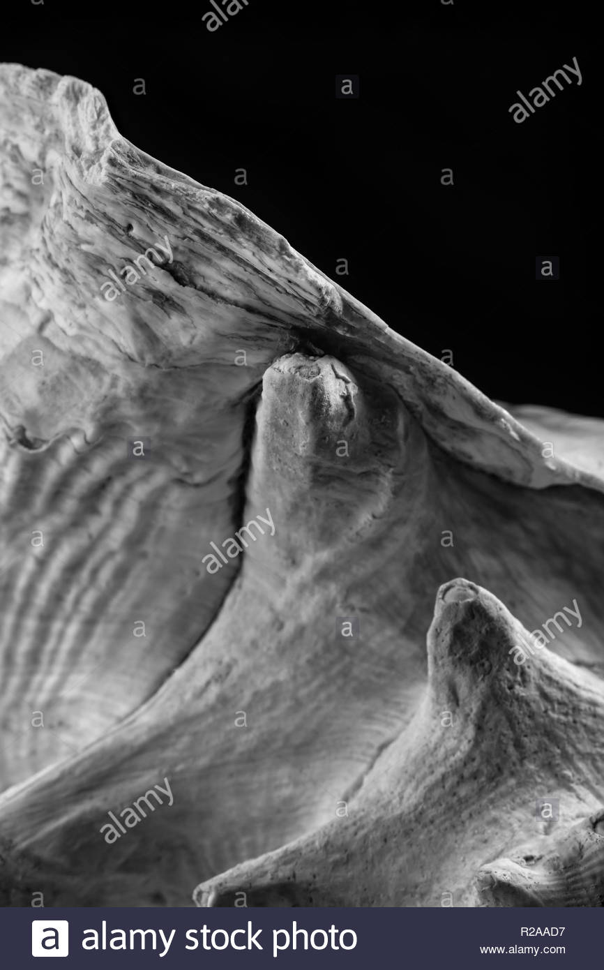 White Conch High Resolution Stock Photography and Images - Alamy