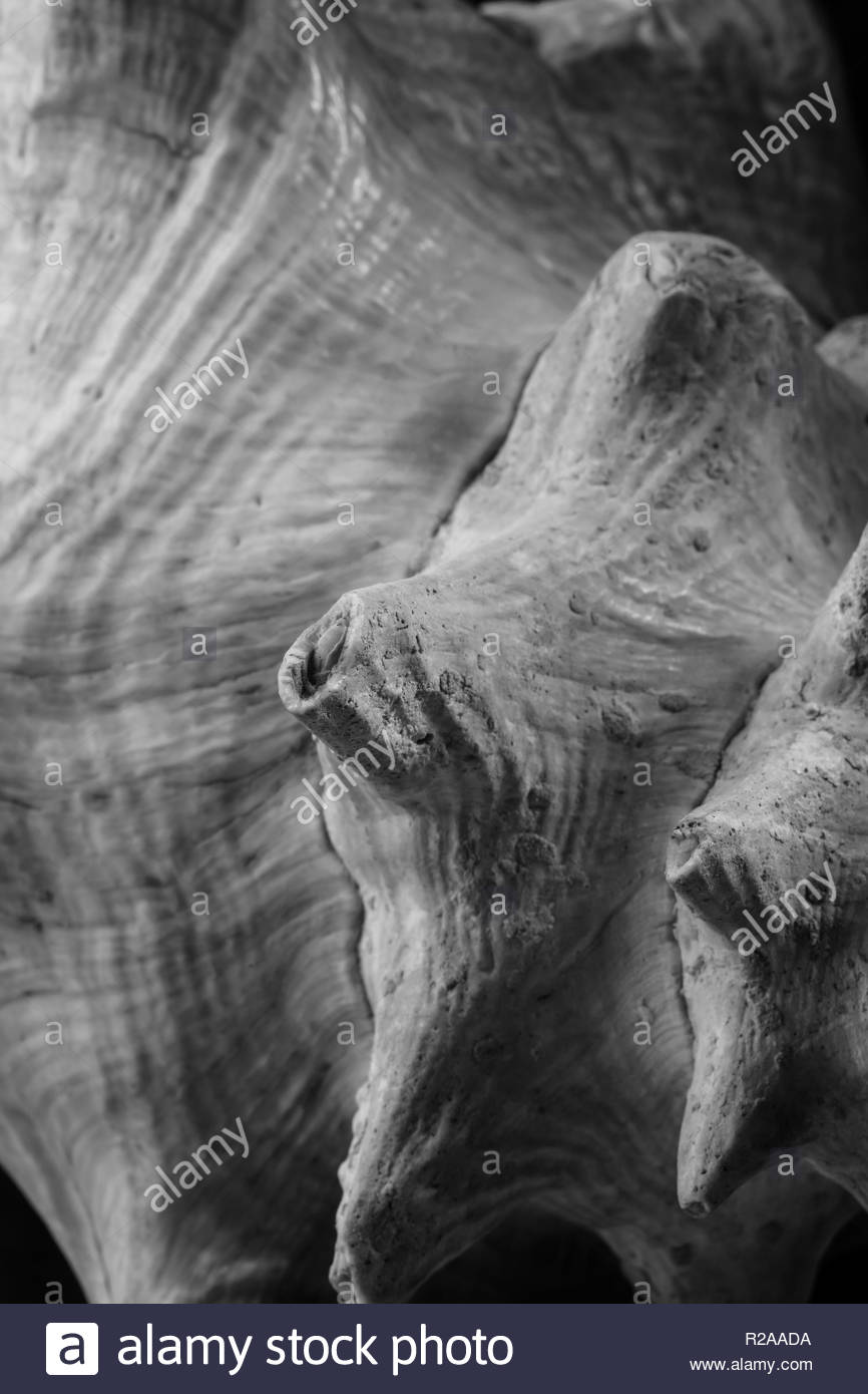 Conch Shell Black And White High Resolution Stock Photography and ...