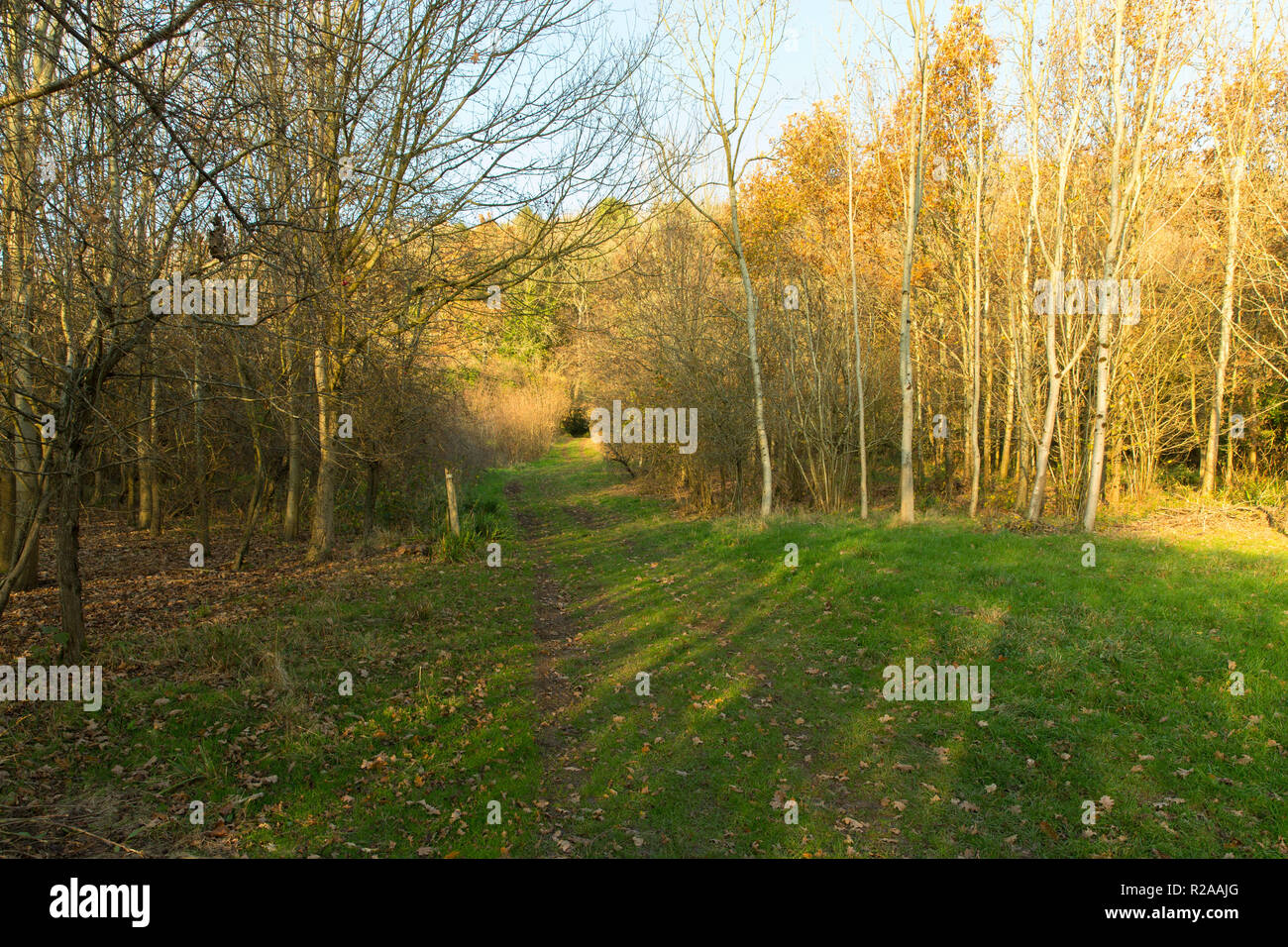 Folly Farm Centre near Bristol, view through Folly Wood showing walking ...