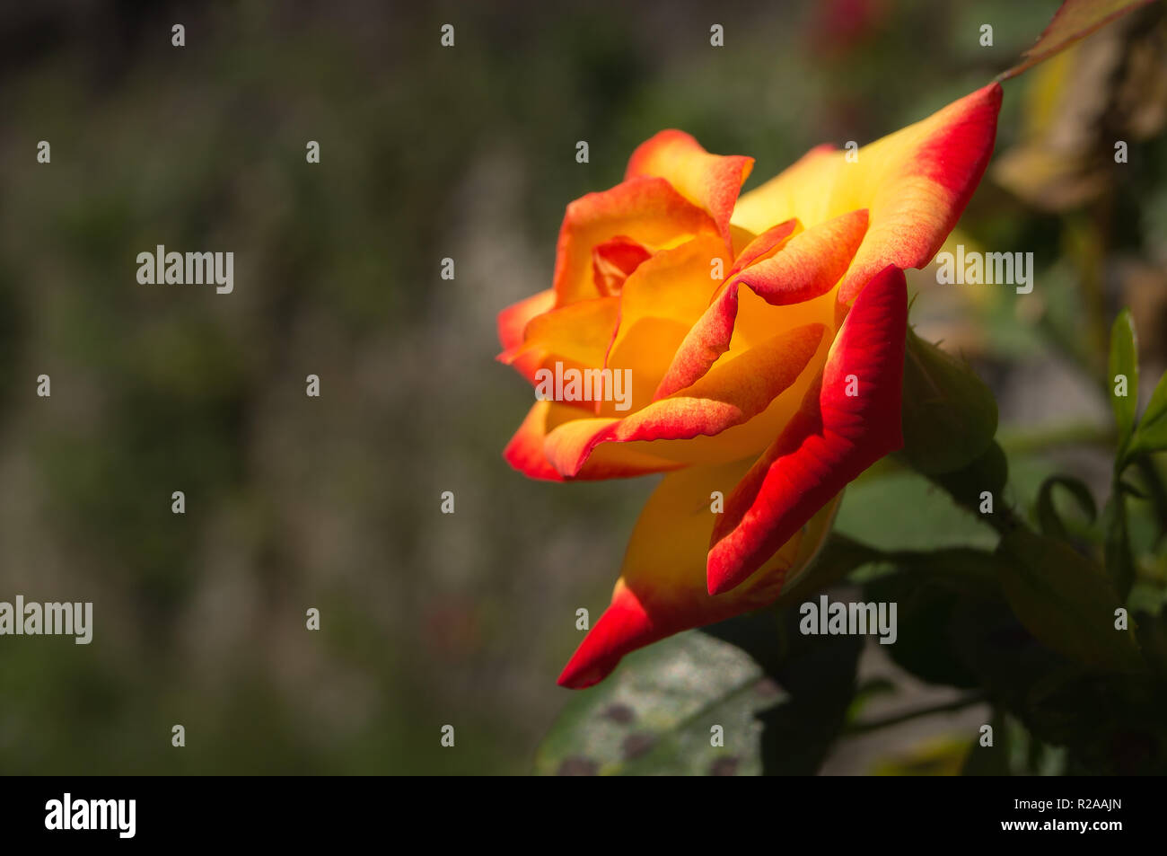 Fire red rose Stock Photo - Alamy
