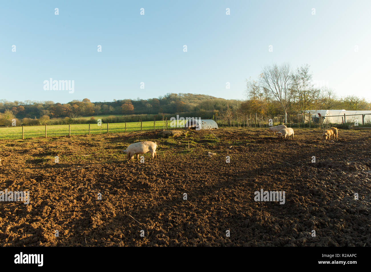 Folly Farm Centre near Bristol, view of pig enclosure Stock Photo - Alamy