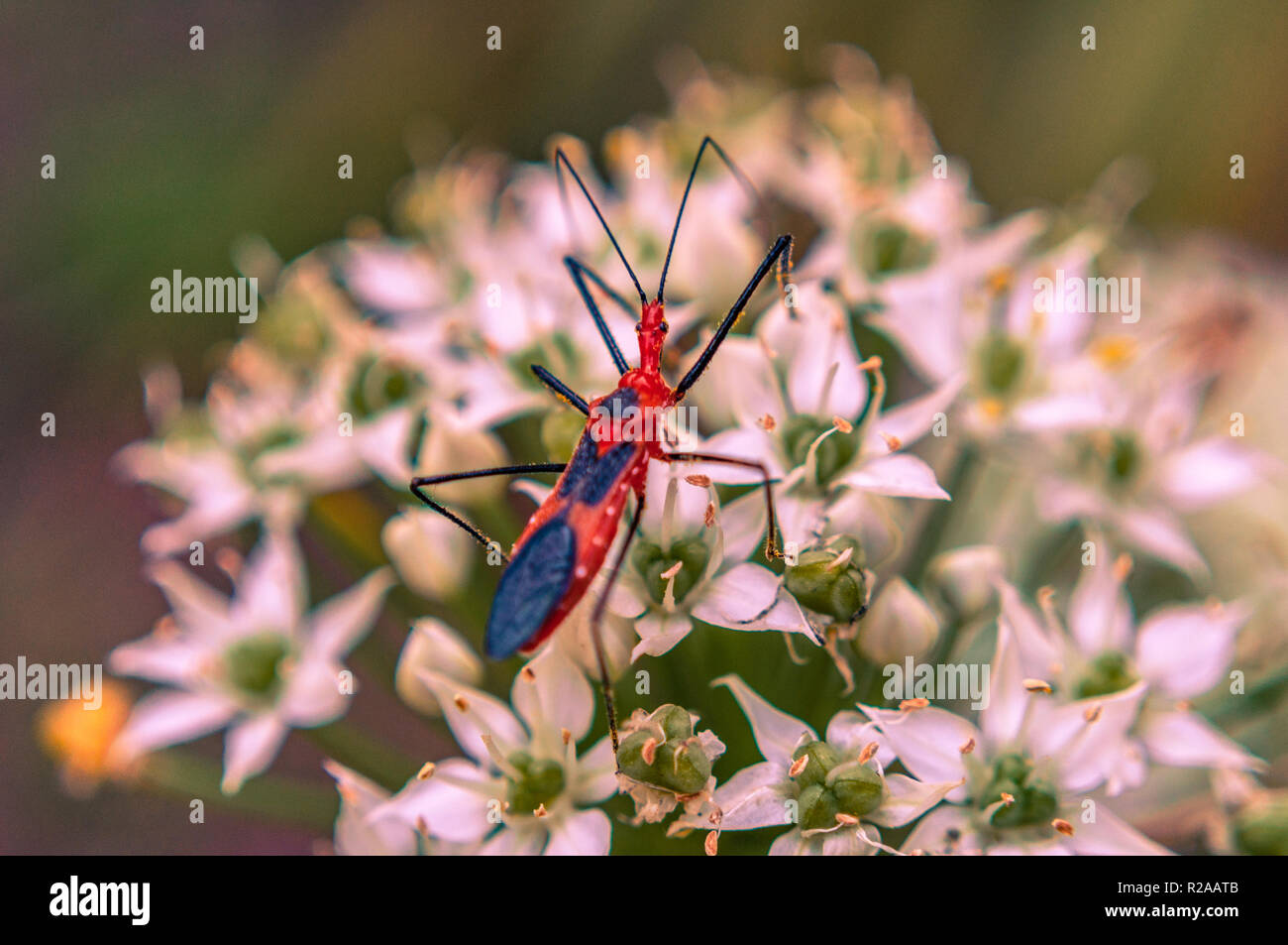 Wheel bug hi-res stock photography and images - Alamy