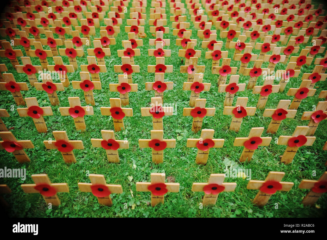 Remembrance Day field of wooden crosses with poppies on Remembrance ...