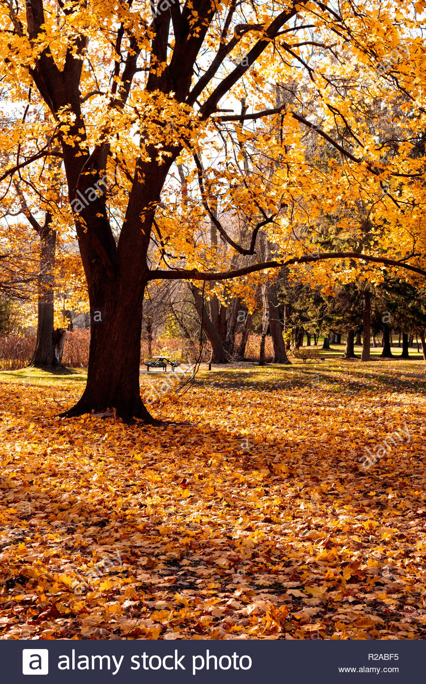 Colonel High Resolution Stock Photography and Images - Alamy