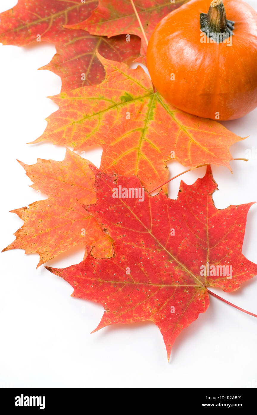 Thanksgiving Red Maple Leaf with Squash and Pumpkins on white ...
