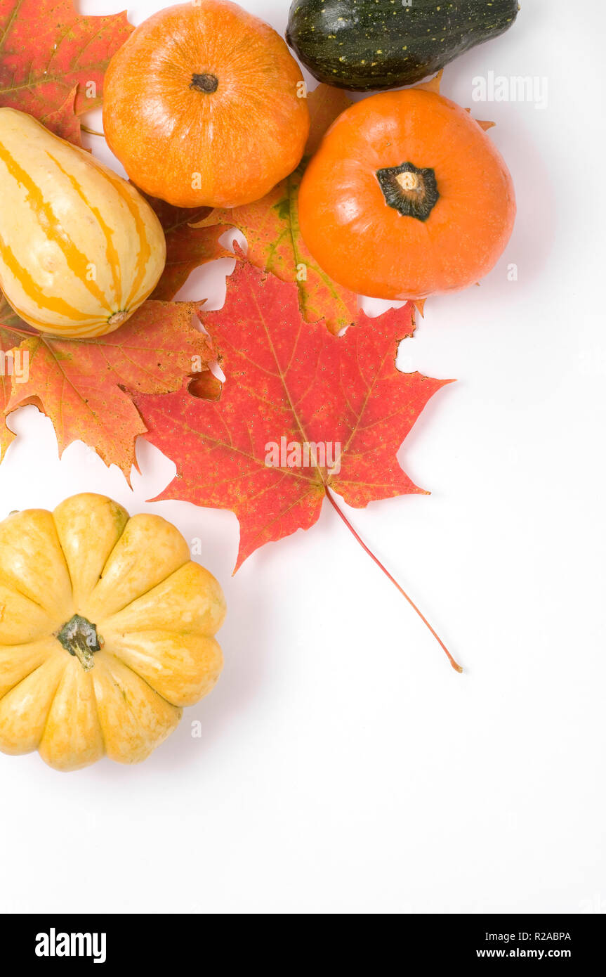 Thanksgiving Red Maple Leaf with Squash and Pumpkins on white ...