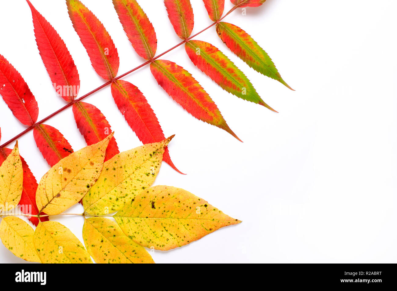 Red Sumac Leaves and Yellow Elm Leaves Isolated on a White Background ...