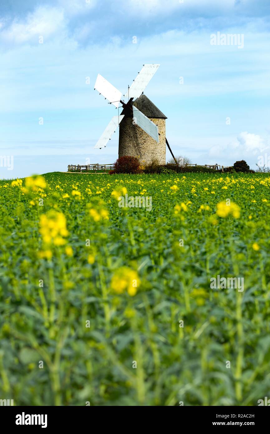 old traditional normandian windmill at the field, Normandy, France ...