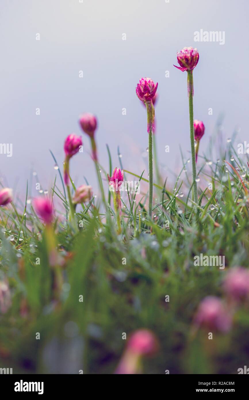 beautiful pink flowers in the dew at dawn Stock Photo - Alamy