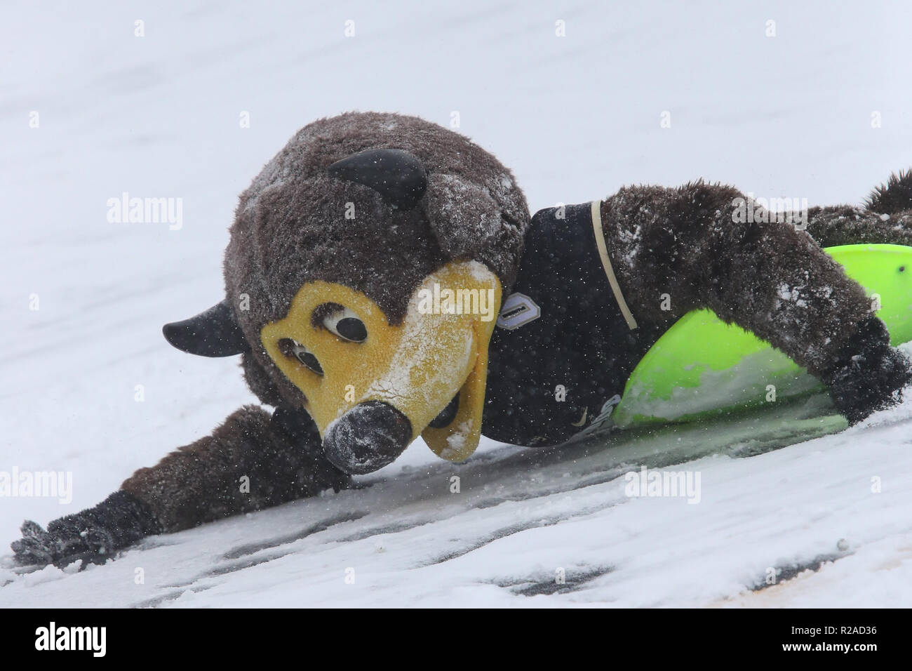 Buffalo chip hi-res stock photography and images - Alamy