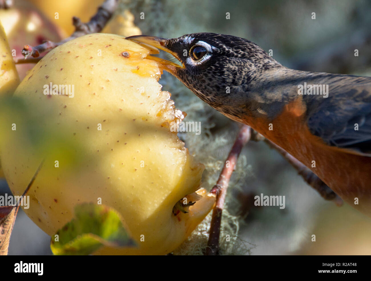Oregon, USA. 18th Nov 2018. An American robin feeds on a golden ...