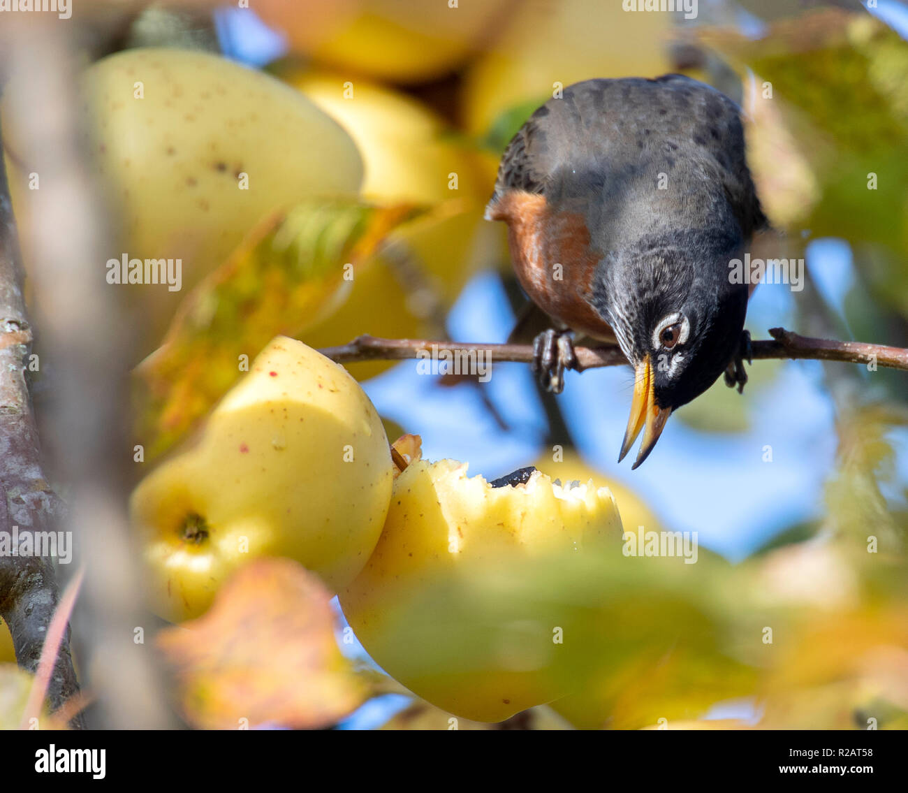 Oregon, USA. 18th Nov 2018. An American robin feeds on a golden ...