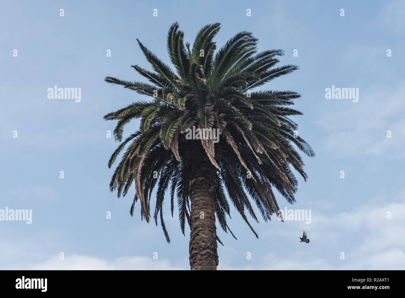 Azoren Portuguese Europe High Resolution Stock Photography and Images ...