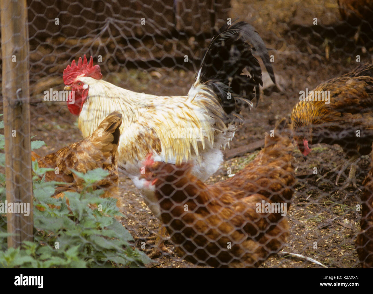 Rooster with hens hi-res stock photography and images - Alamy