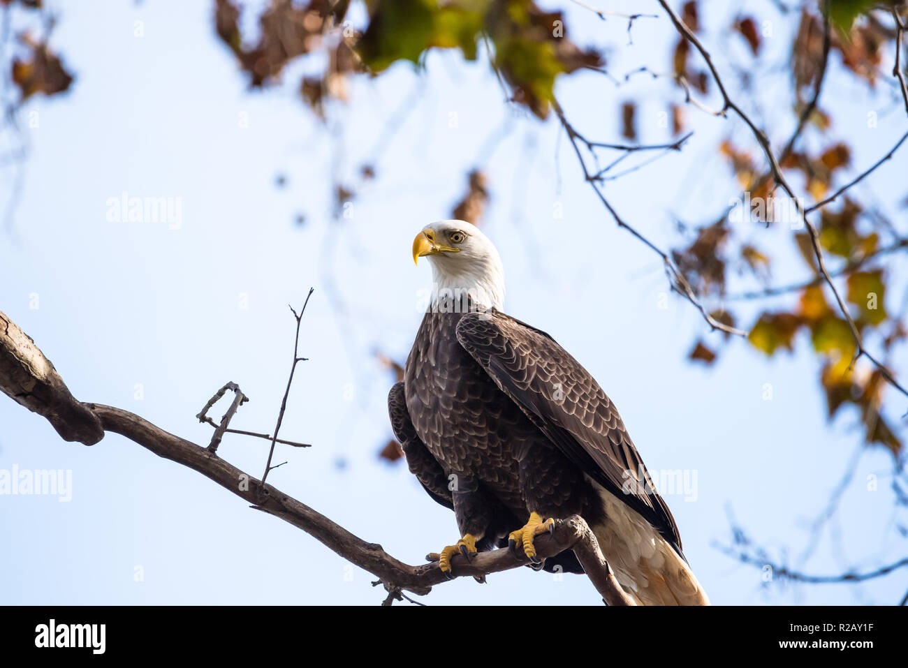 Mature bald eagle sitting in a tree at the Conowingo Dam in Conowingo ...