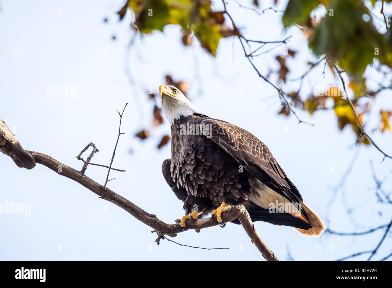 Mature bald eagle sitting in a tree at the Conowingo Dam in Conowingo ...