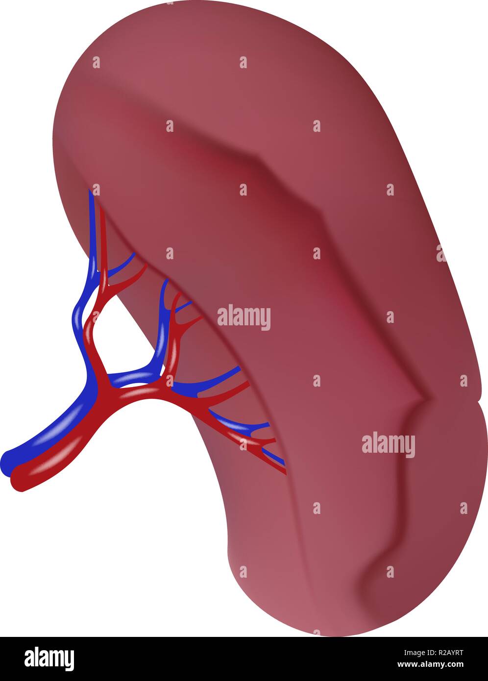 Spleen Icon Realistic Illustration Of Spleen Vector Icon For Web Design Isolated On White