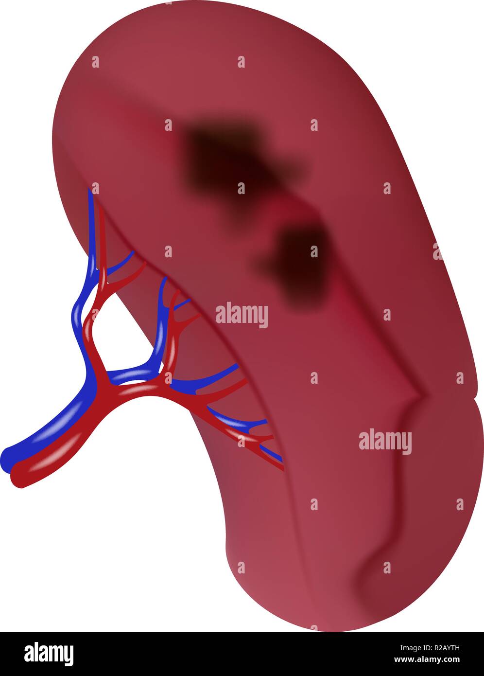 Anatomica Stock Vector Images - Alamy