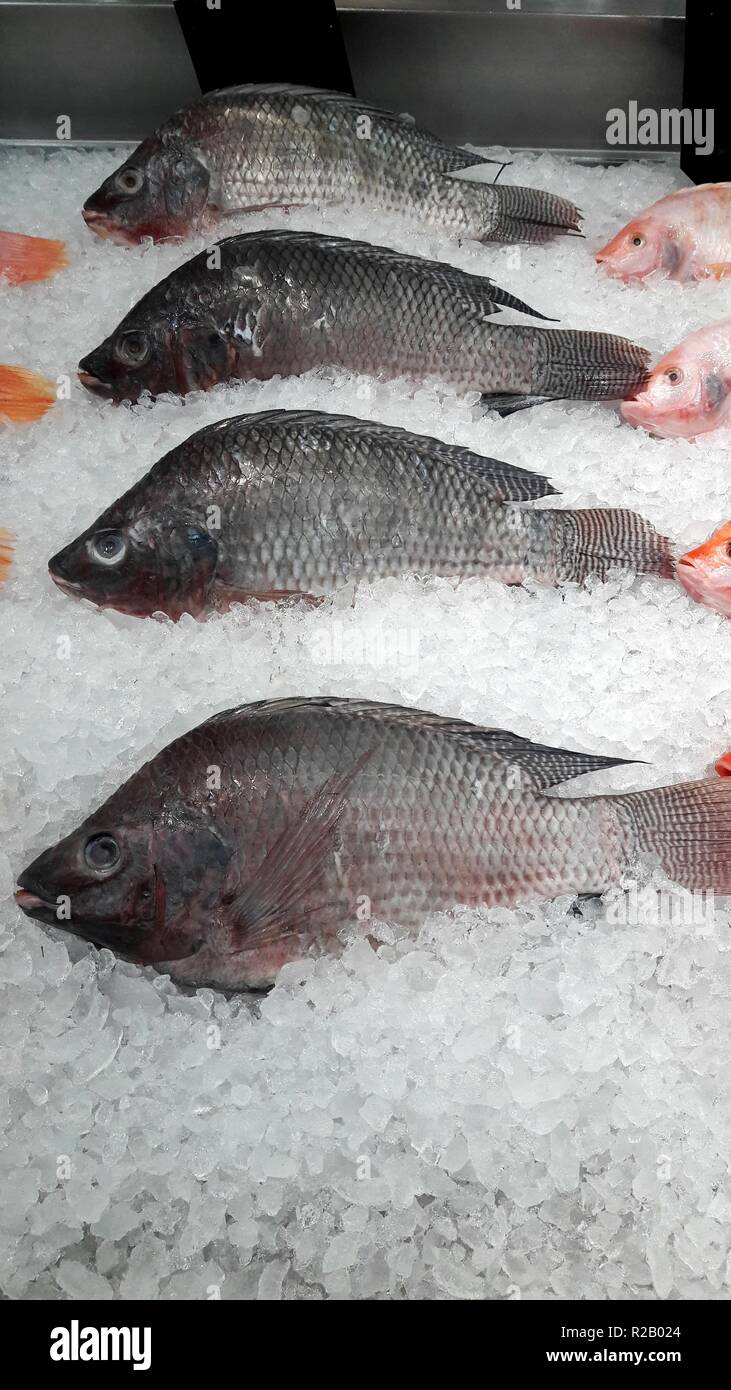 red-hybrid Nile tilapia, on the ice at fish market/ supermarket Stock ...