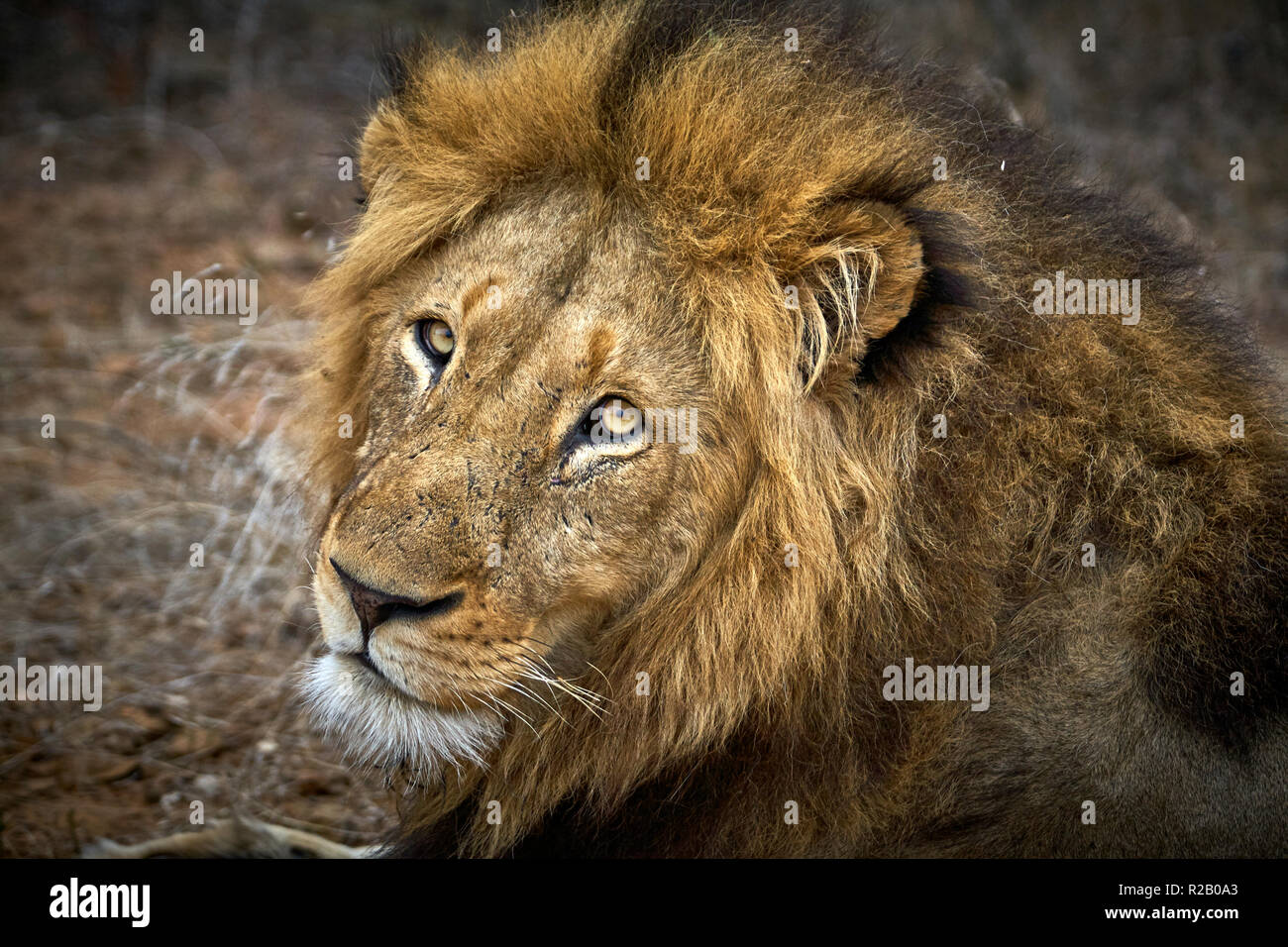 Old Man Lion Stock Photo - Alamy