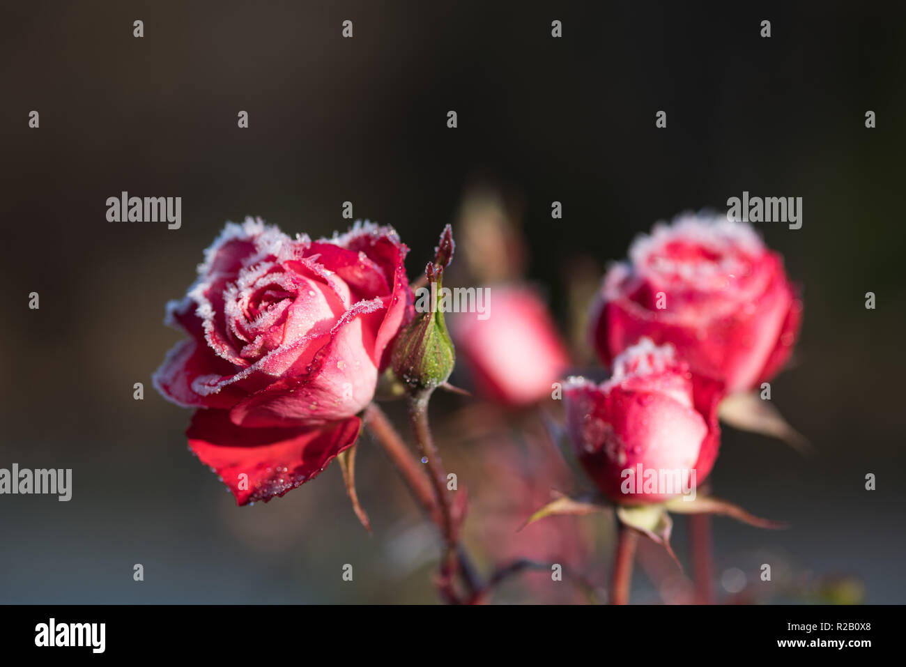 Roses draped with frost Stock Photo - Alamy