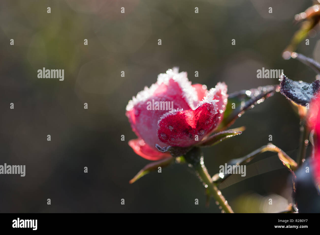 Frosted roses not cake hi-res stock photography and images - Alamy