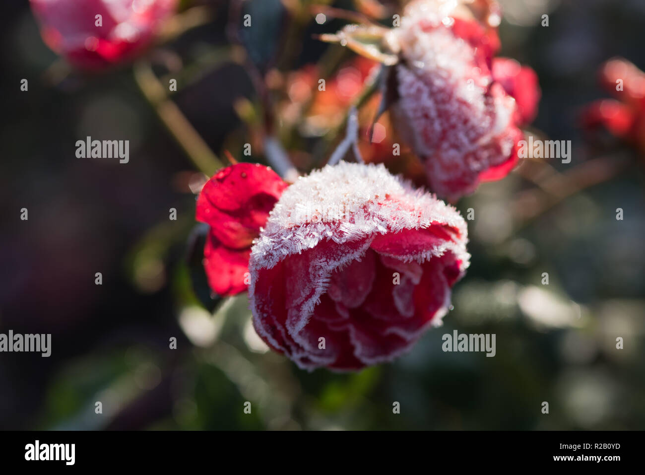 Roses draped with frost Stock Photo - Alamy