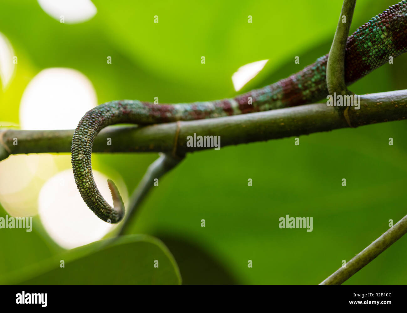 Tale of a male adult Panther Chameleon (Furcifer pardalis) in its ...