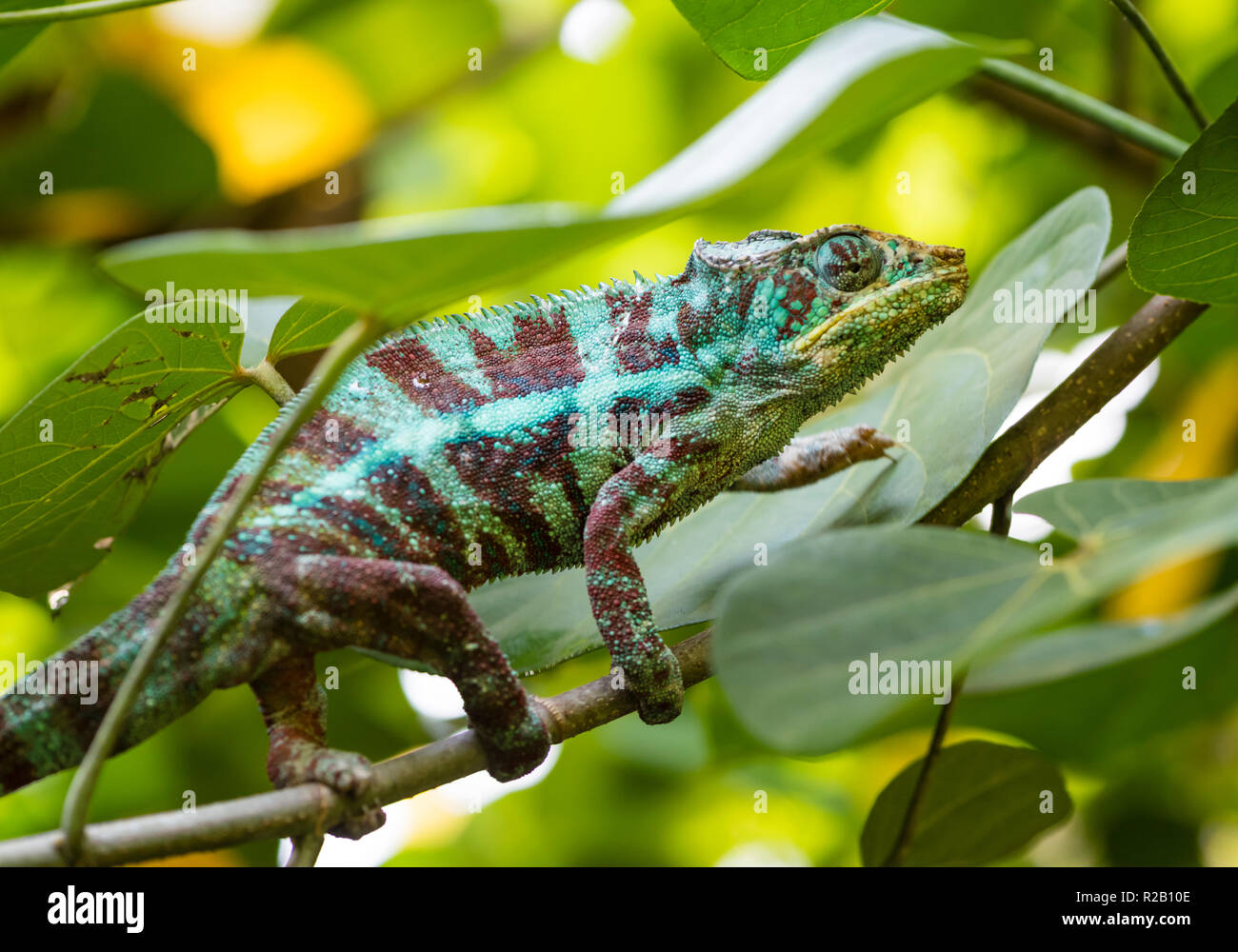 Panther Chameleon Habitat