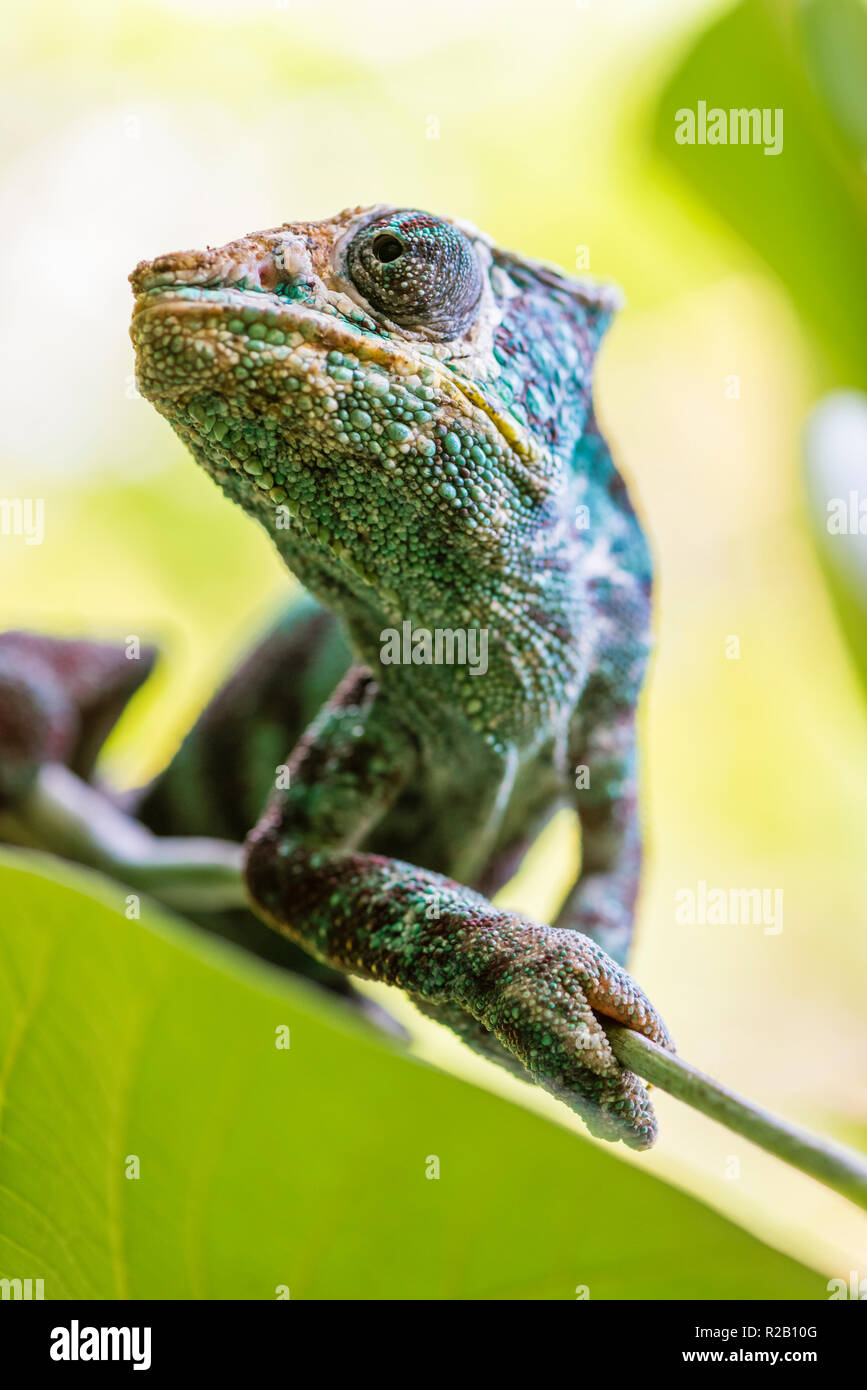 Male adult Panther Chameleon (Furcifer pardalis) in its natural habitat ...