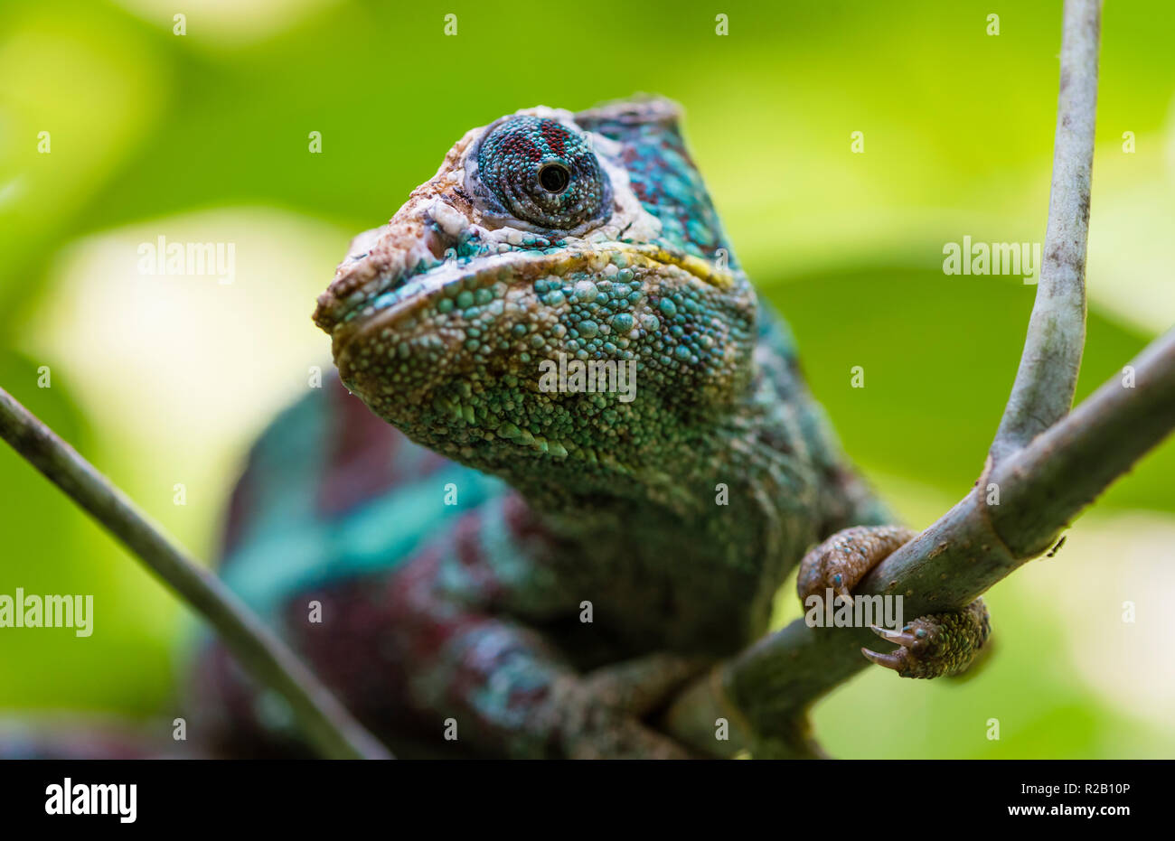 Male adult Panther Chameleon (Furcifer pardalis) in its natural habitat ...