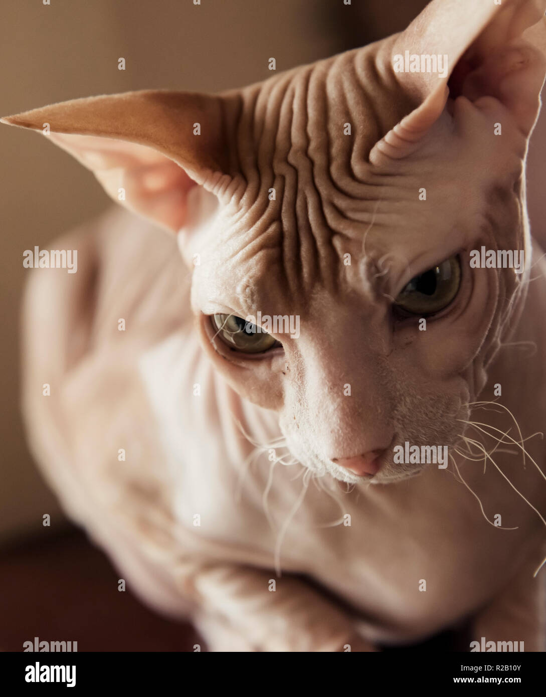 Hairless cat hi-res stock photography and images - Alamy