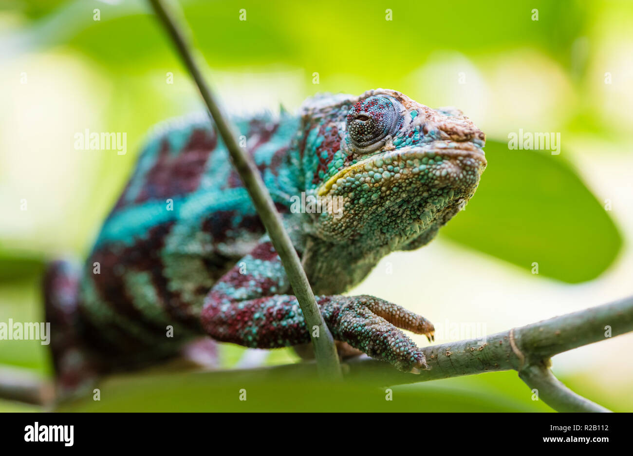 Male adult Panther Chameleon (Furcifer pardalis) in its natural habitat ...