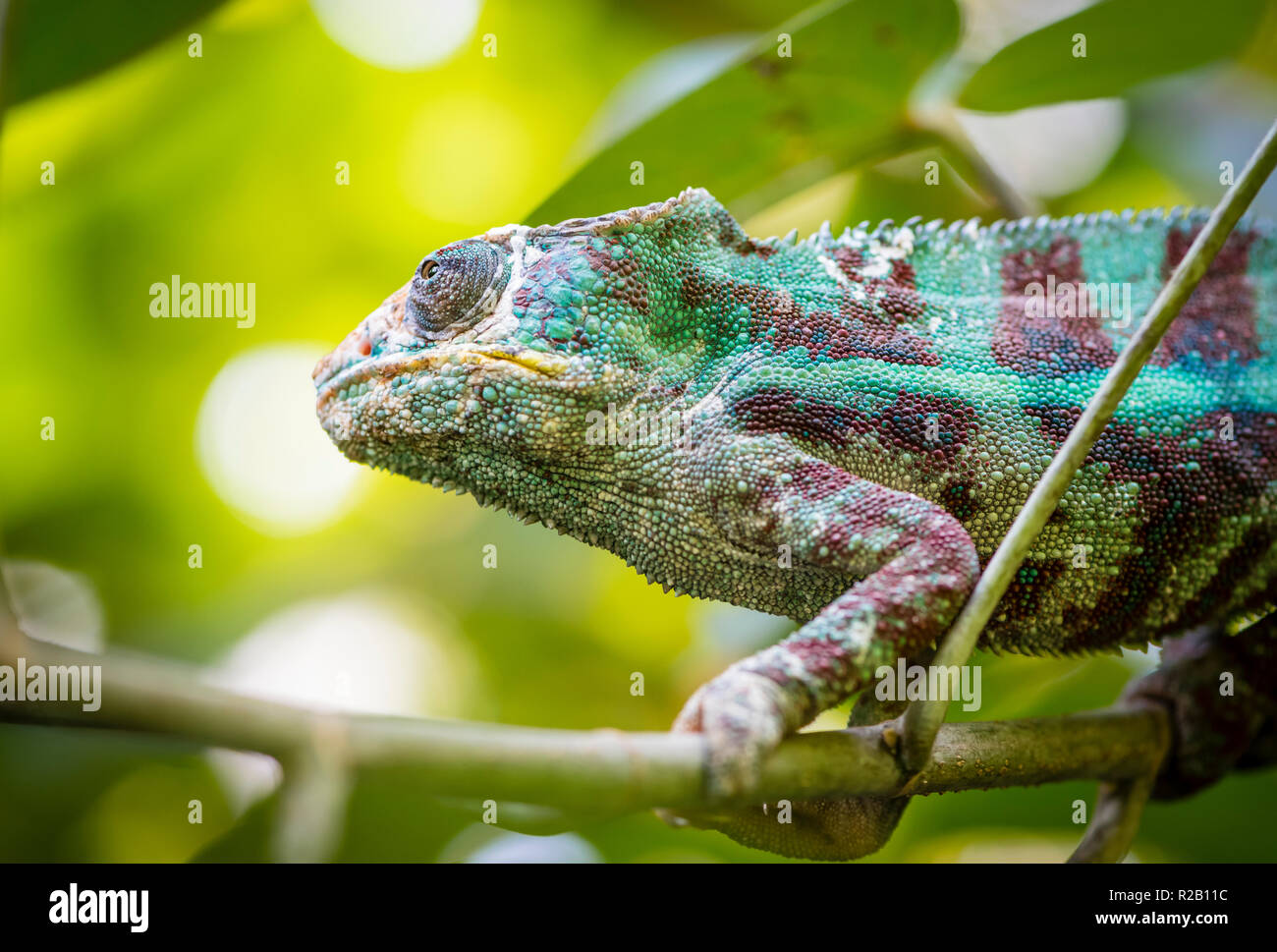 Male adult Panther Chameleon (Furcifer pardalis) in its natural habitat ...