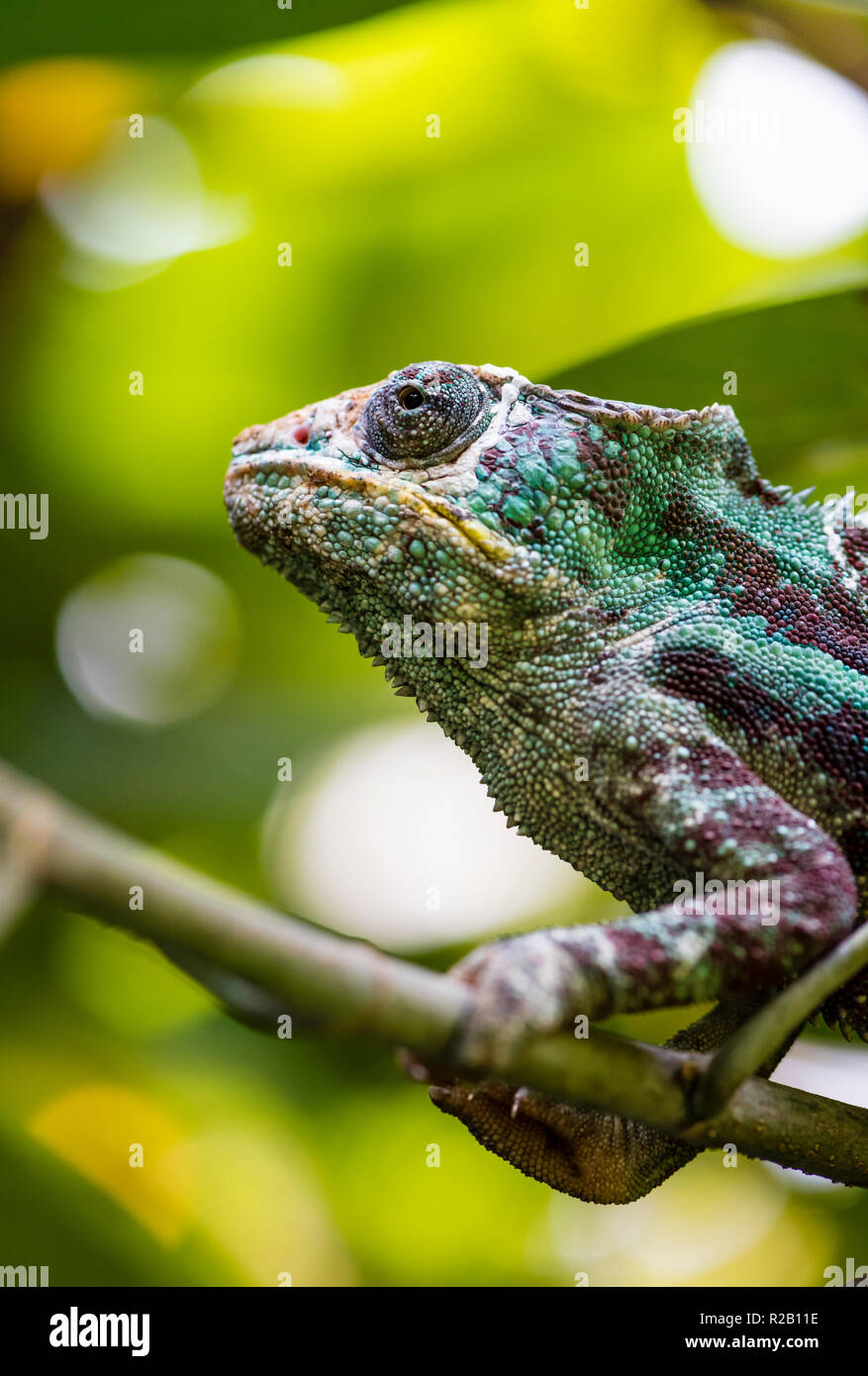 Male adult Panther Chameleon (Furcifer pardalis) in its natural habitat ...