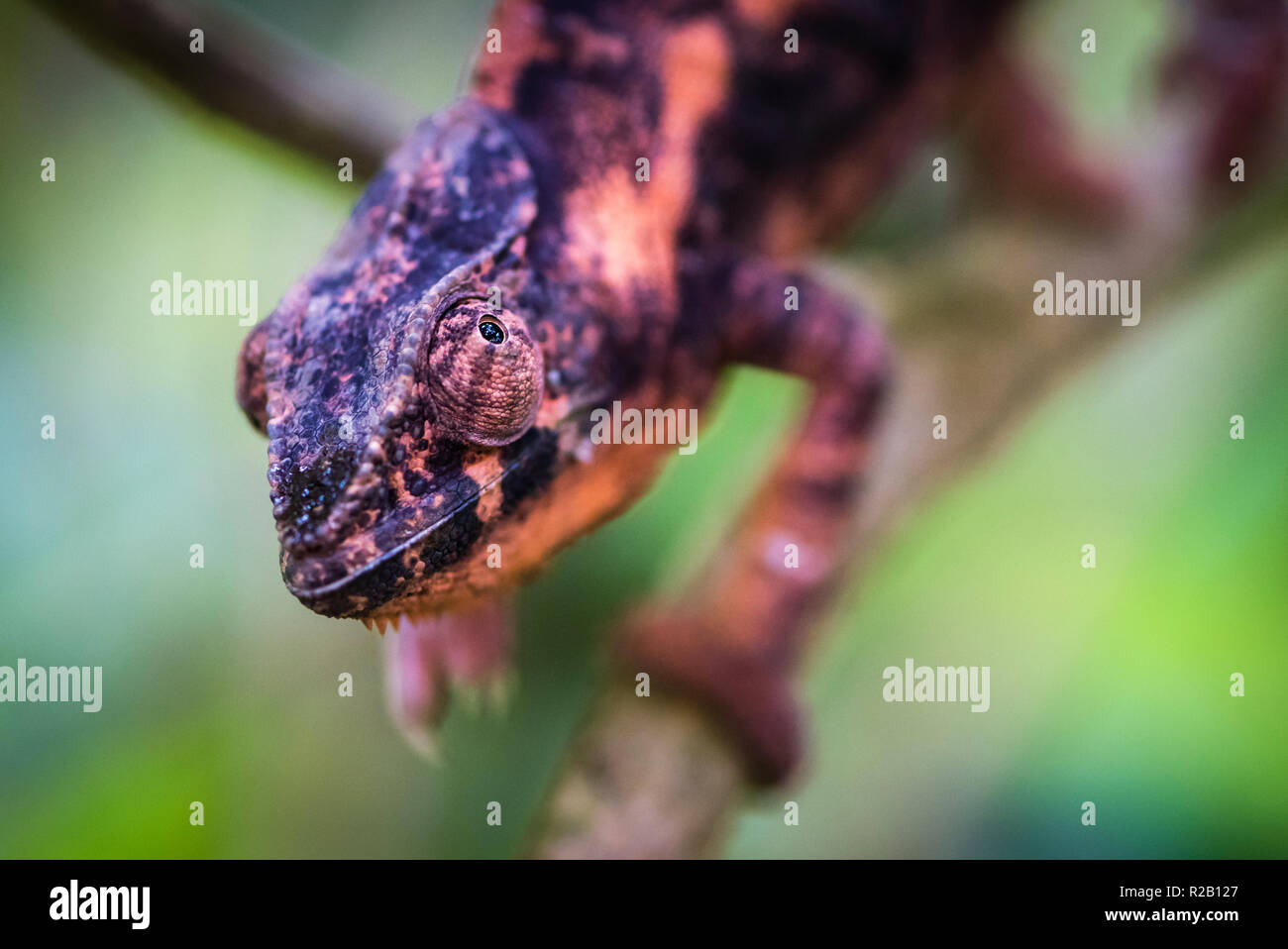 Female Panther Chameleon (Furcifer pardalis) in its natural habitat ...
