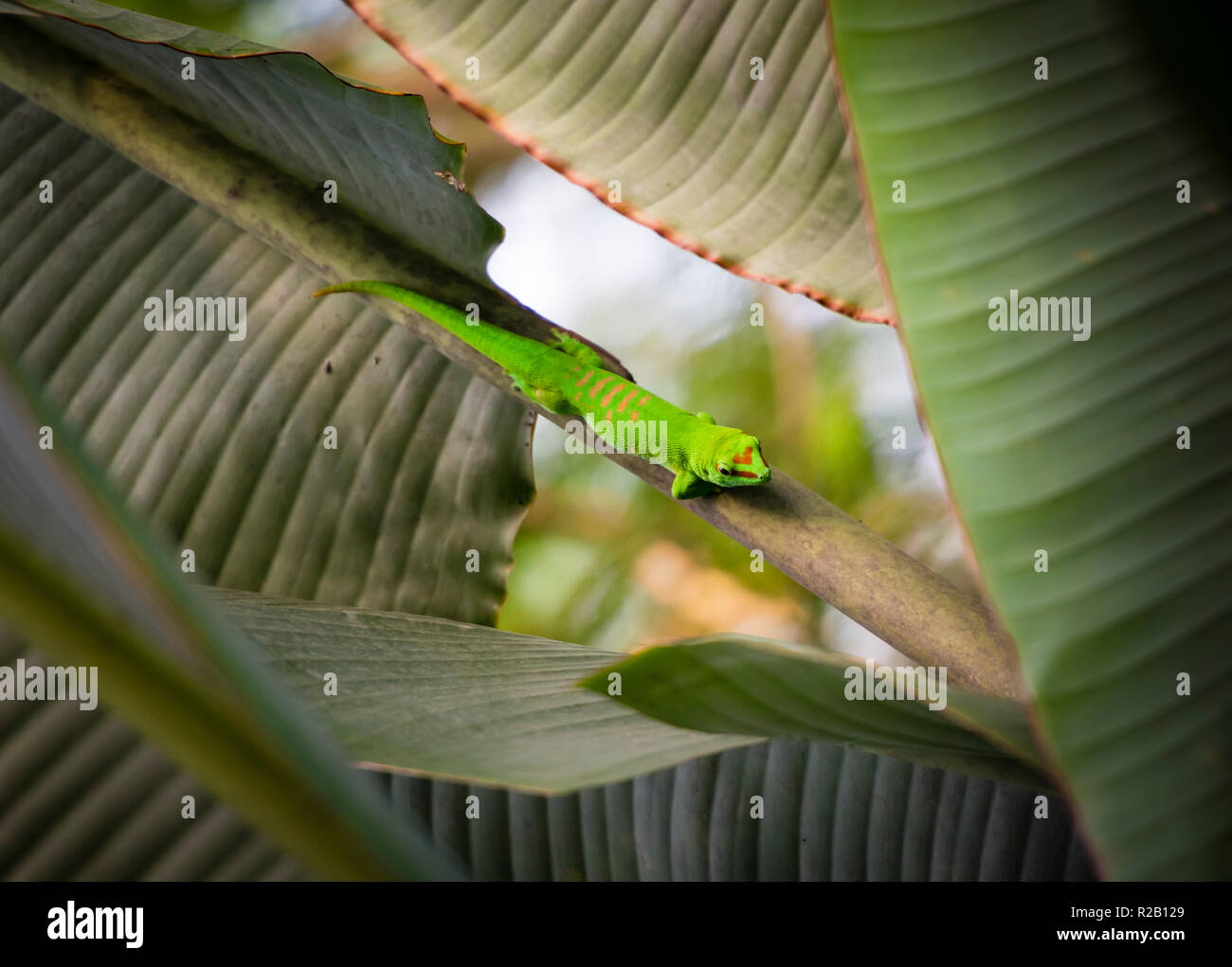 Madagascar Green Day Gecko (Phelsuma) in its natural habitat, the ...