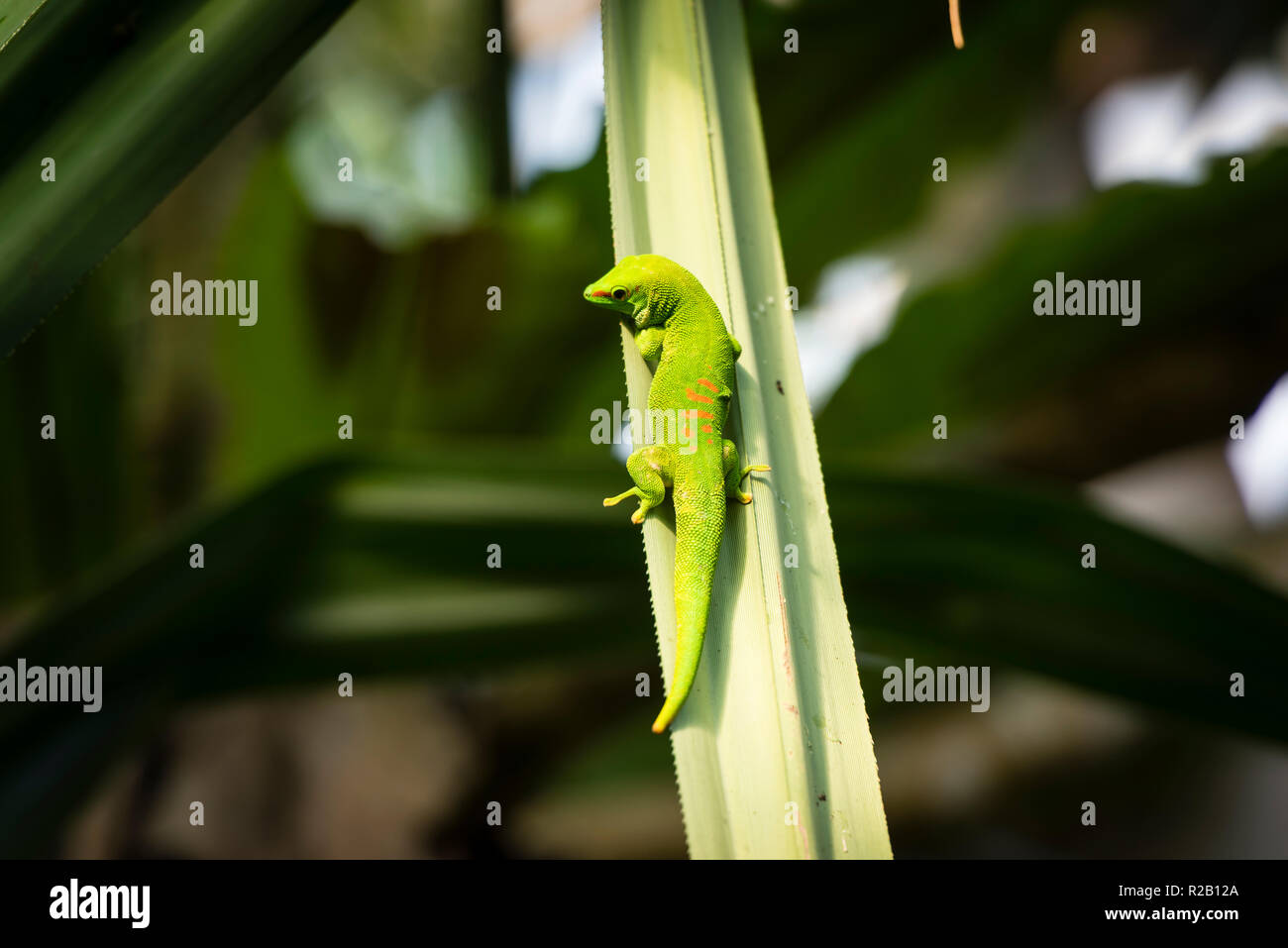 Madagascar green day gecko hi-res stock photography and images - Alamy