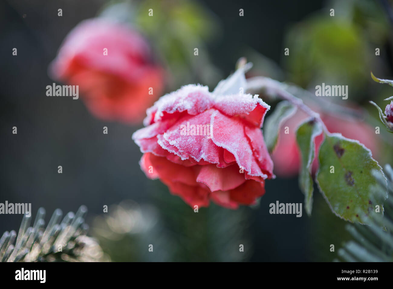 Roses draped with frost Stock Photo - Alamy