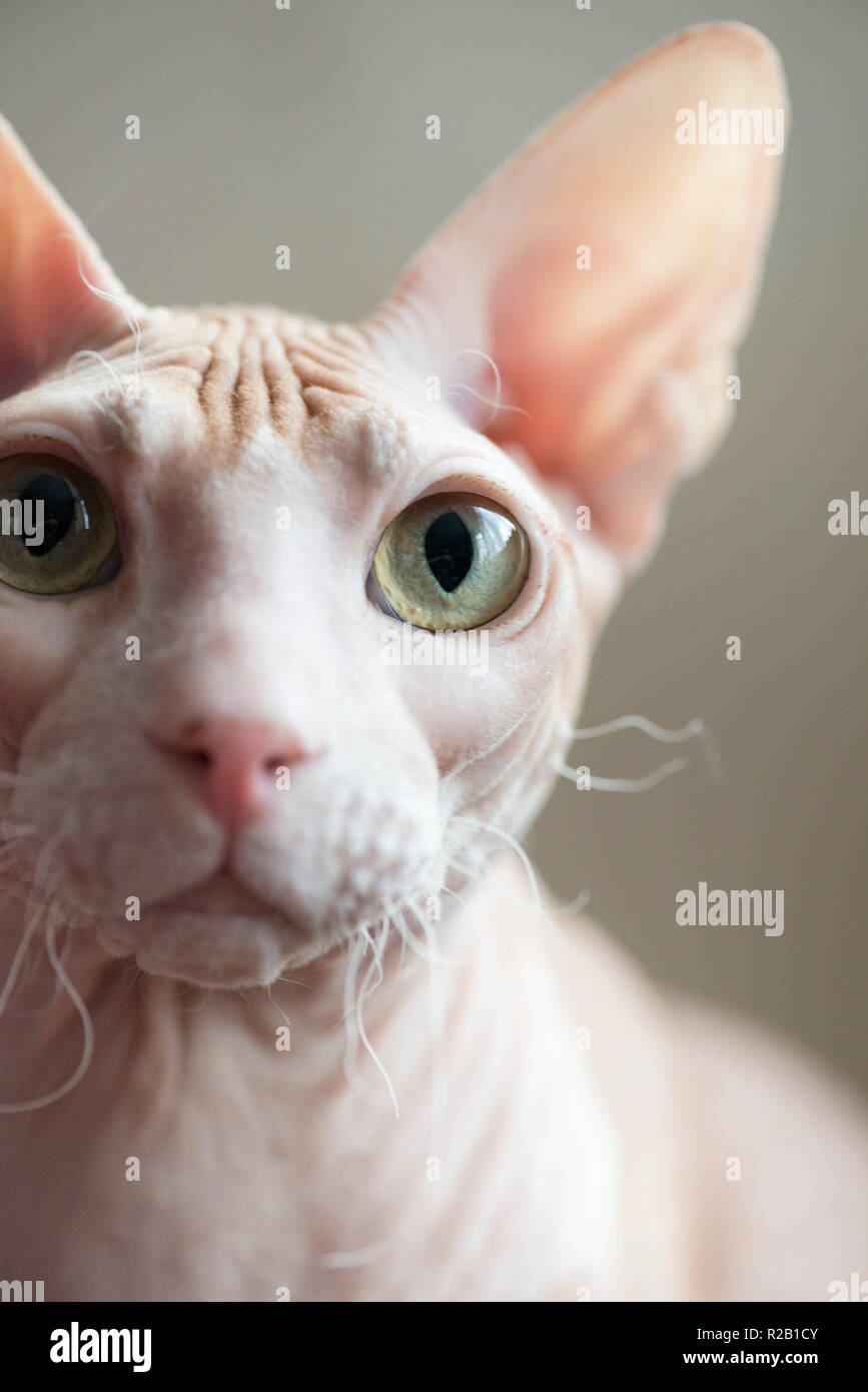 Large muscular domestic cat hi-res stock photography and images - Alamy