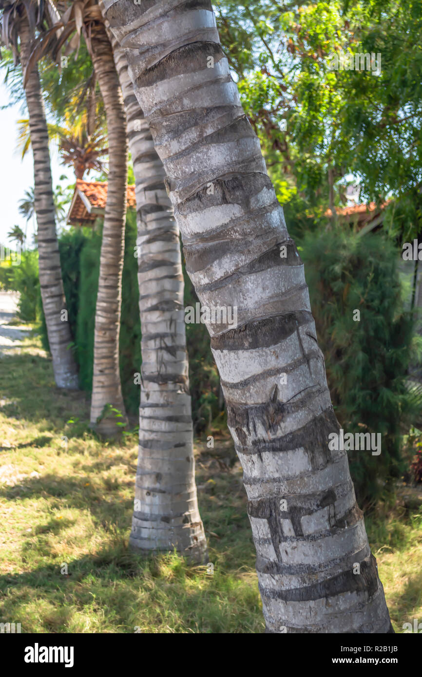 Detailed view of palm trees trunks in perspective, on the island of ...