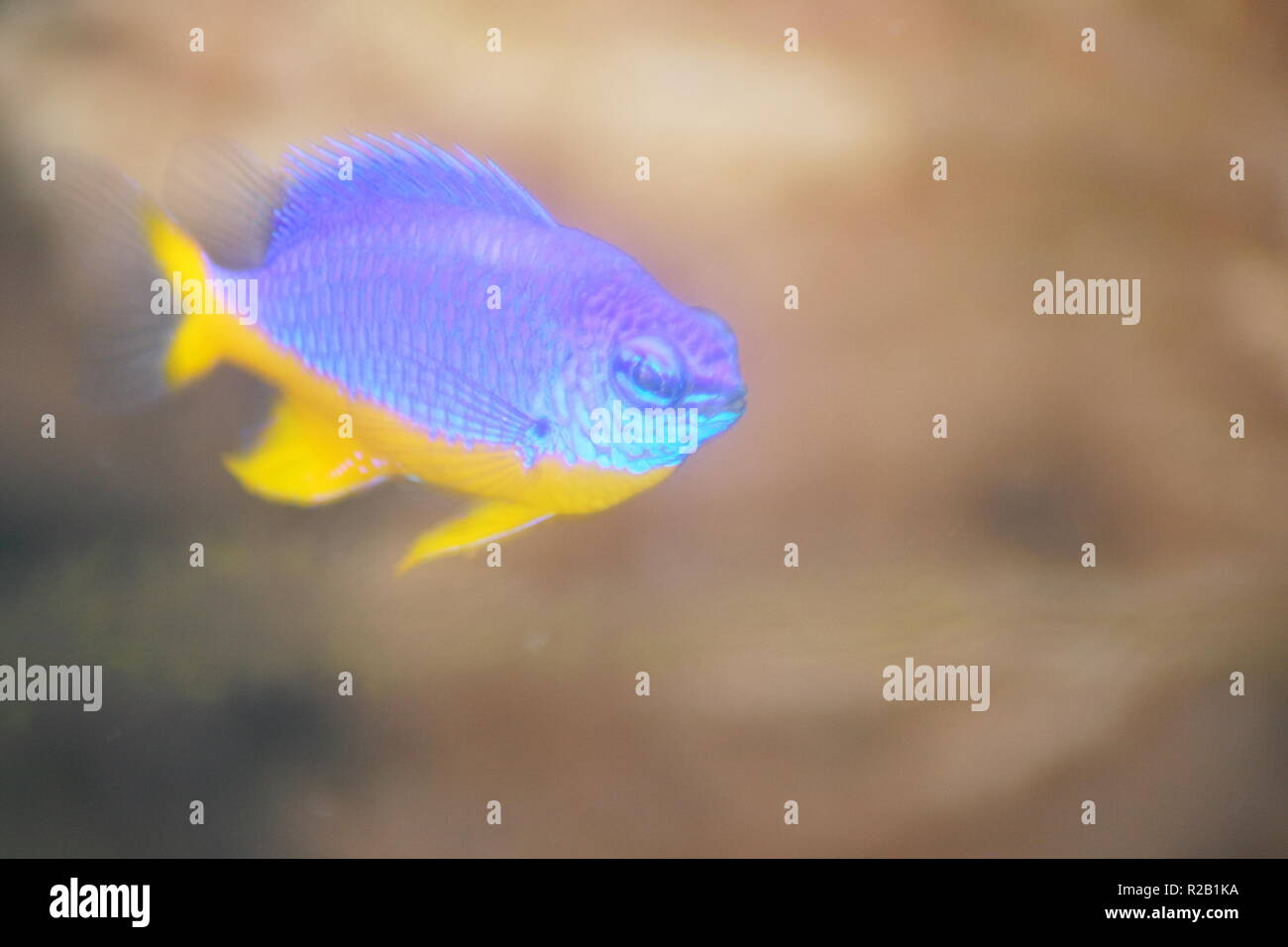 A single small damsel, neon Damselfish (Pomacentrus coelestis Stock ...