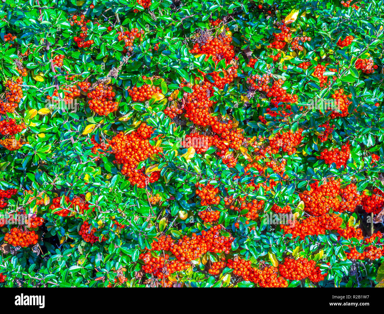 Pyracantha hedge hi-res stock photography and images - Alamy